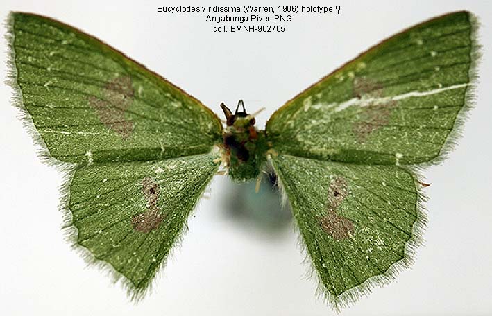 Papua Insects Foundation (Lepidoptera/Geometrinae thumbnails)